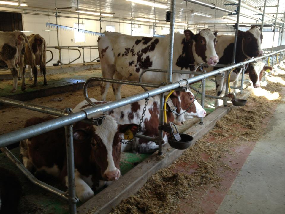 Hornstra Farms family business - now in its second century - continues ...