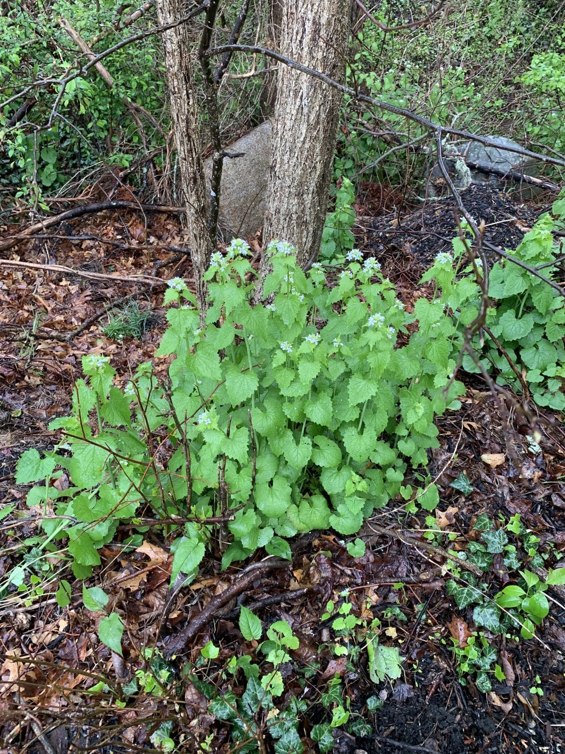 Invasive Garlic Mustard Weed Like Townwide Whack A Mole - Hingham Anchor