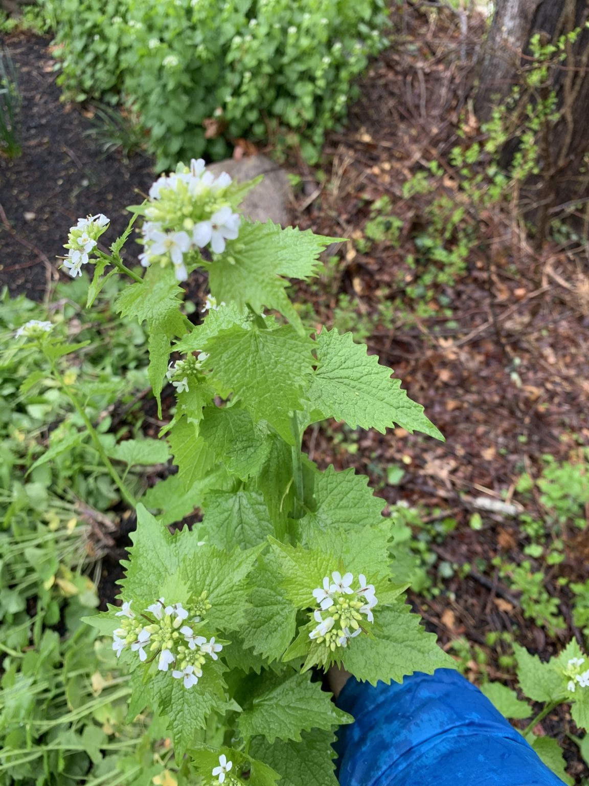 Invasive Garlic Mustard Weed Like Townwide Whack A Mole - Hingham Anchor