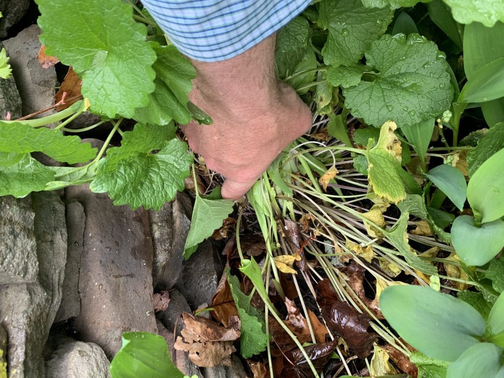 Invasive Garlic Mustard Weed Like Townwide Whack A Mole - Hingham Anchor