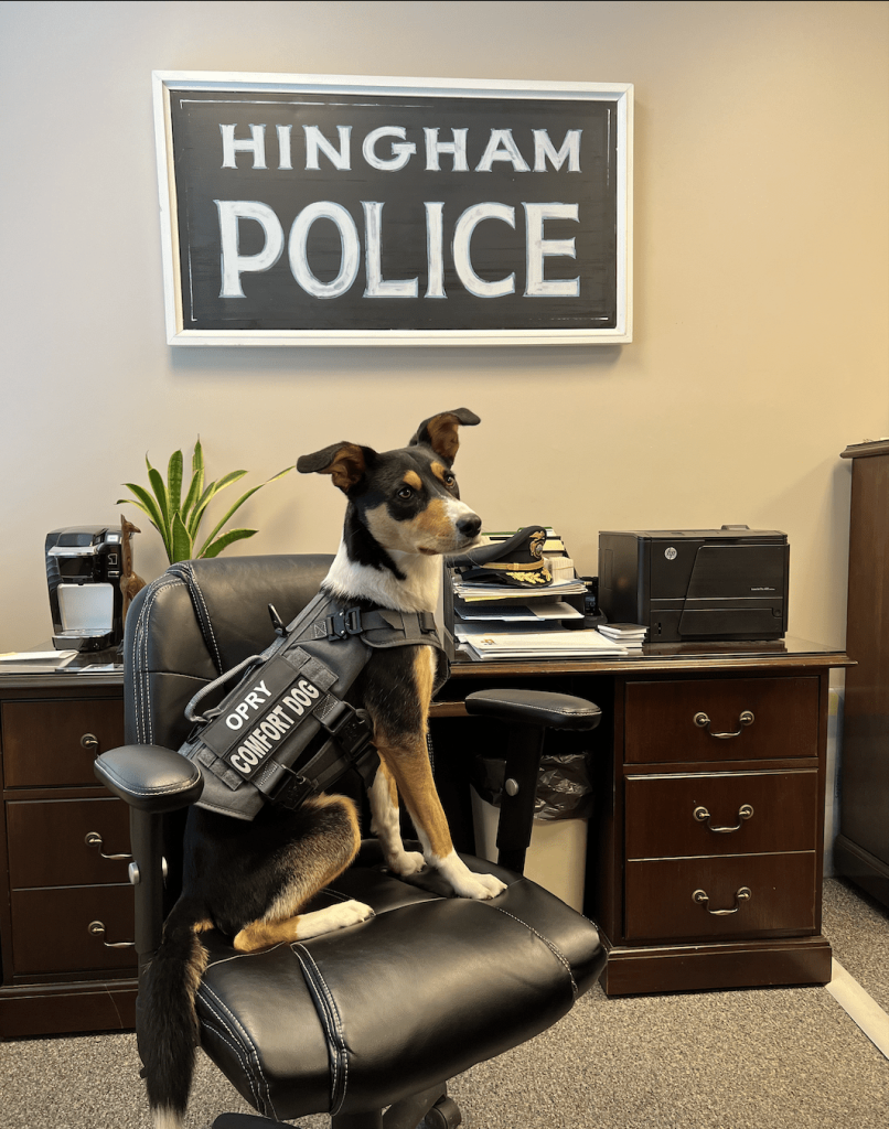 Comfort dog, 'Opry,' joins the Hingham Police Department - Hingham Anchor