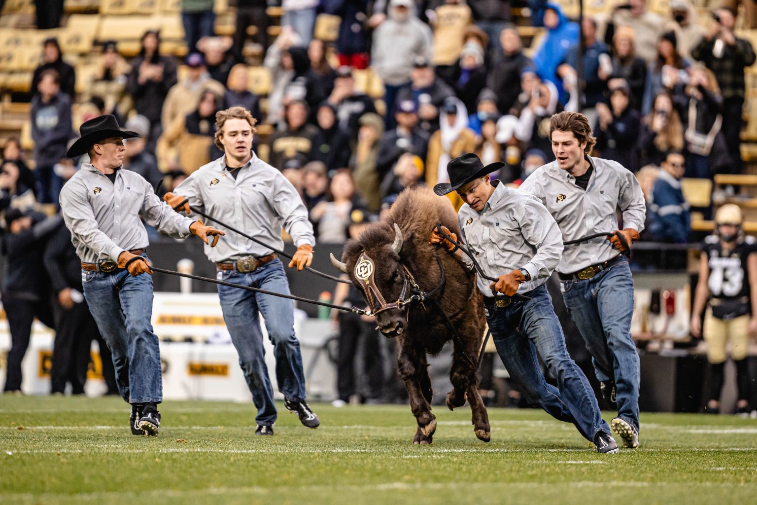 Meet CU's Live Mascot, Ralphie the Buffalo! - Hingham Anchor