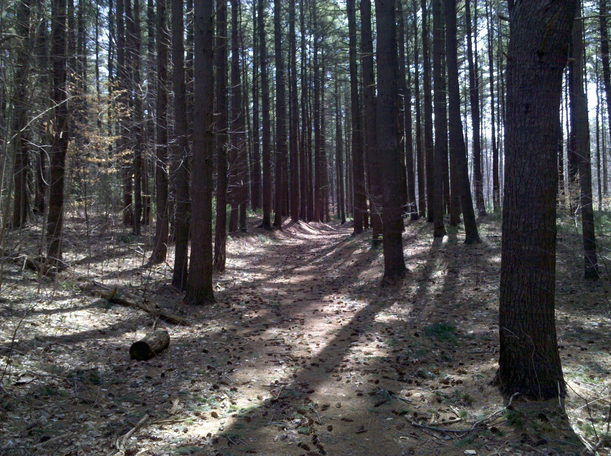 The Hingham Town Forest Turns 100 Years Old - Hingham Anchor