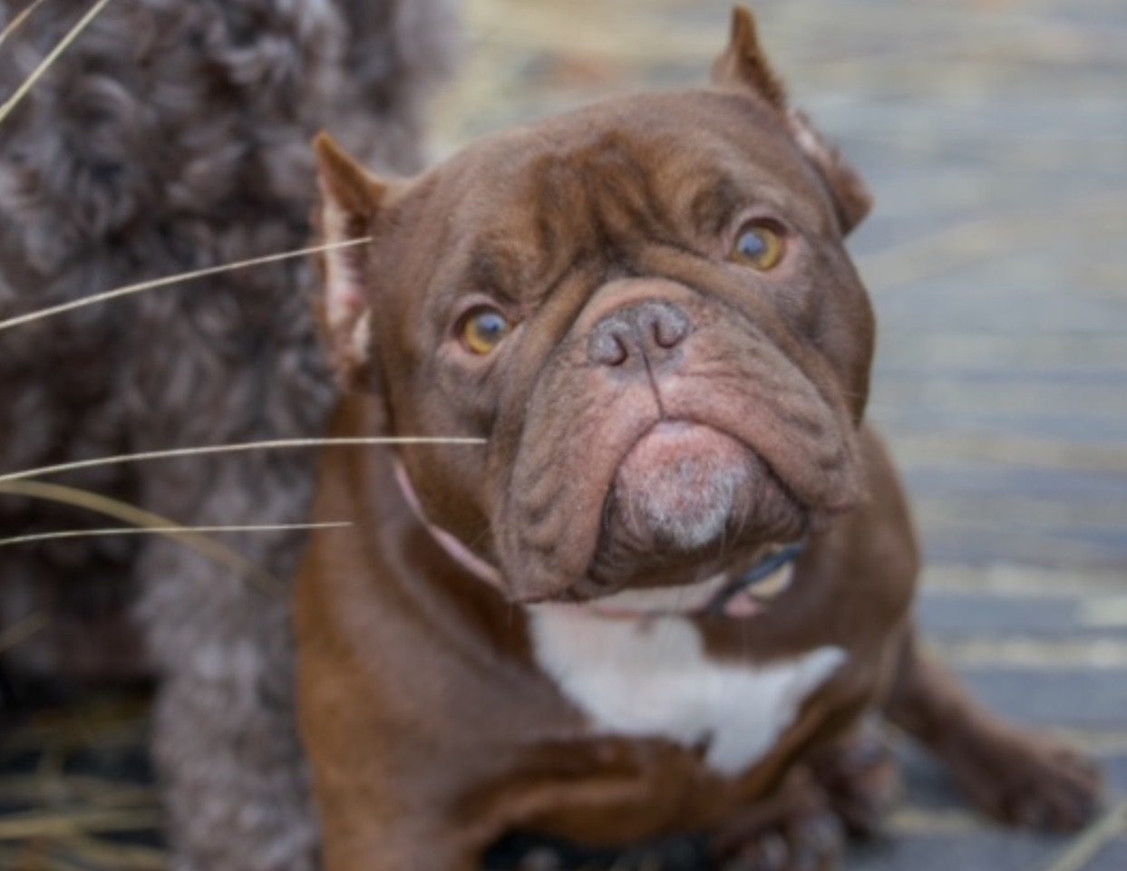 Dine out for Cats and Dogs! South Shore restaurants help homeless pets ...