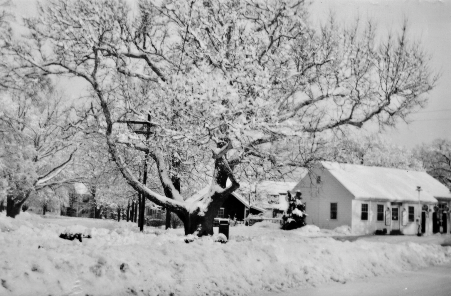 Way Back Wednesday: Souther’s Buttonwood Tree - Hingham Anchor