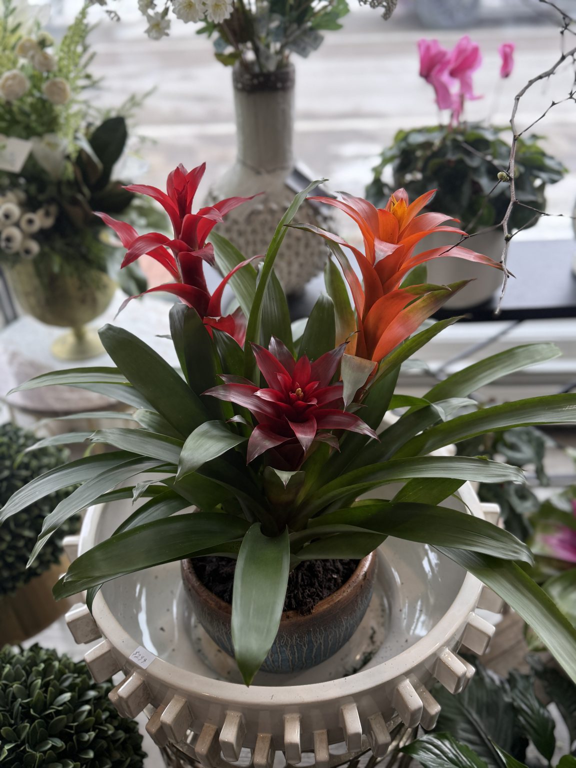Blooming with Meaning: Your Valentine’s Flower Cheat Sheet - Hingham Anchor